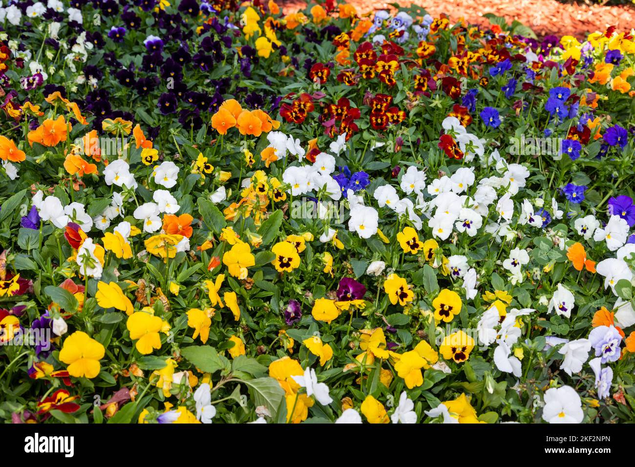 The garden pansy is a type of large-flowered hybrid plant cultivated as ...