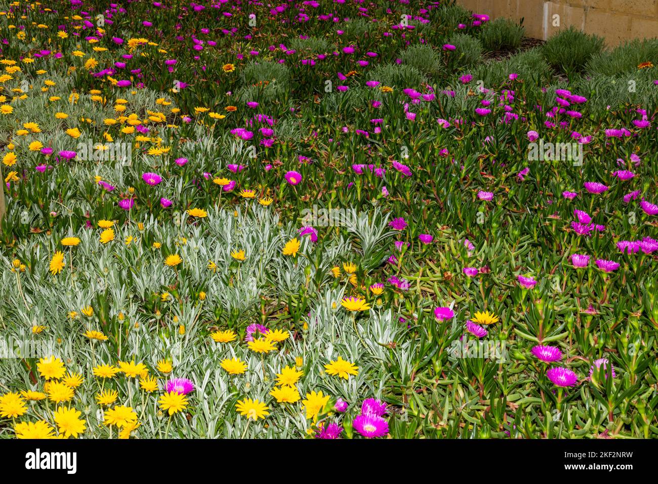 Carpobrotus, commonly known as pigface, ice plant, sour fig, Hottentot ...
