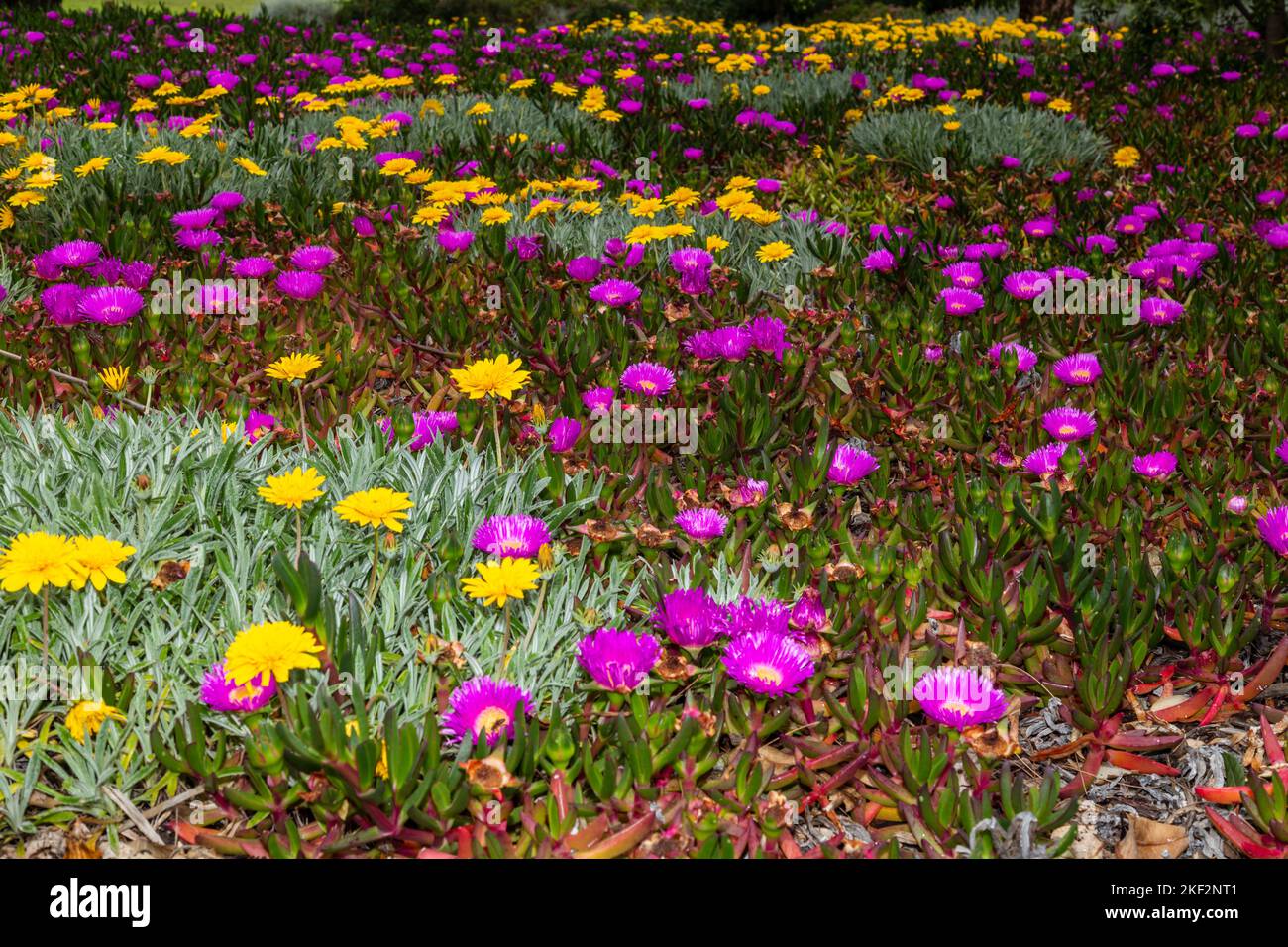 Carpobrotus, commonly known as pigface, ice plant, sour fig, Hottentot ...
