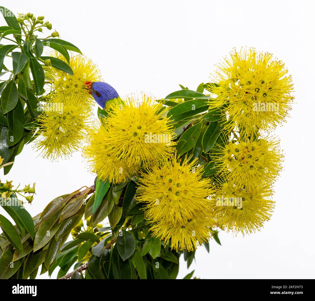 Xanthostemon chrysanthus, the golden penda or first love, is a species ...