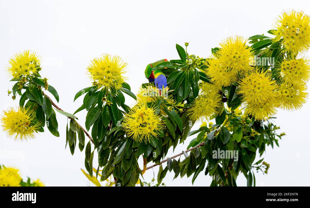 Xanthostemon chrysanthus, the golden penda or first love, is a species ...
