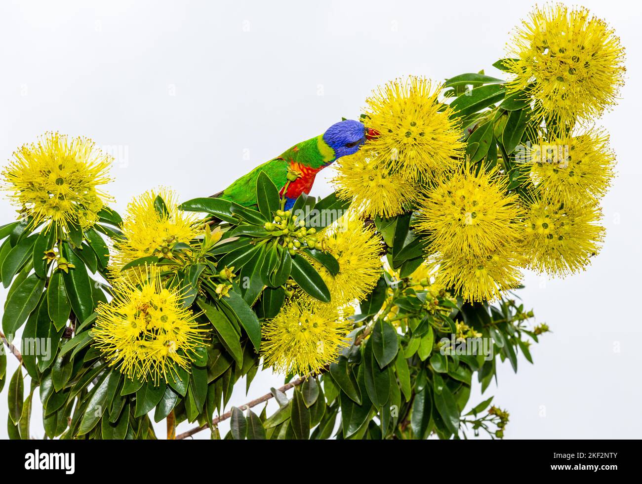 Xanthostemon chrysanthus, the golden penda or first love, is a species ...