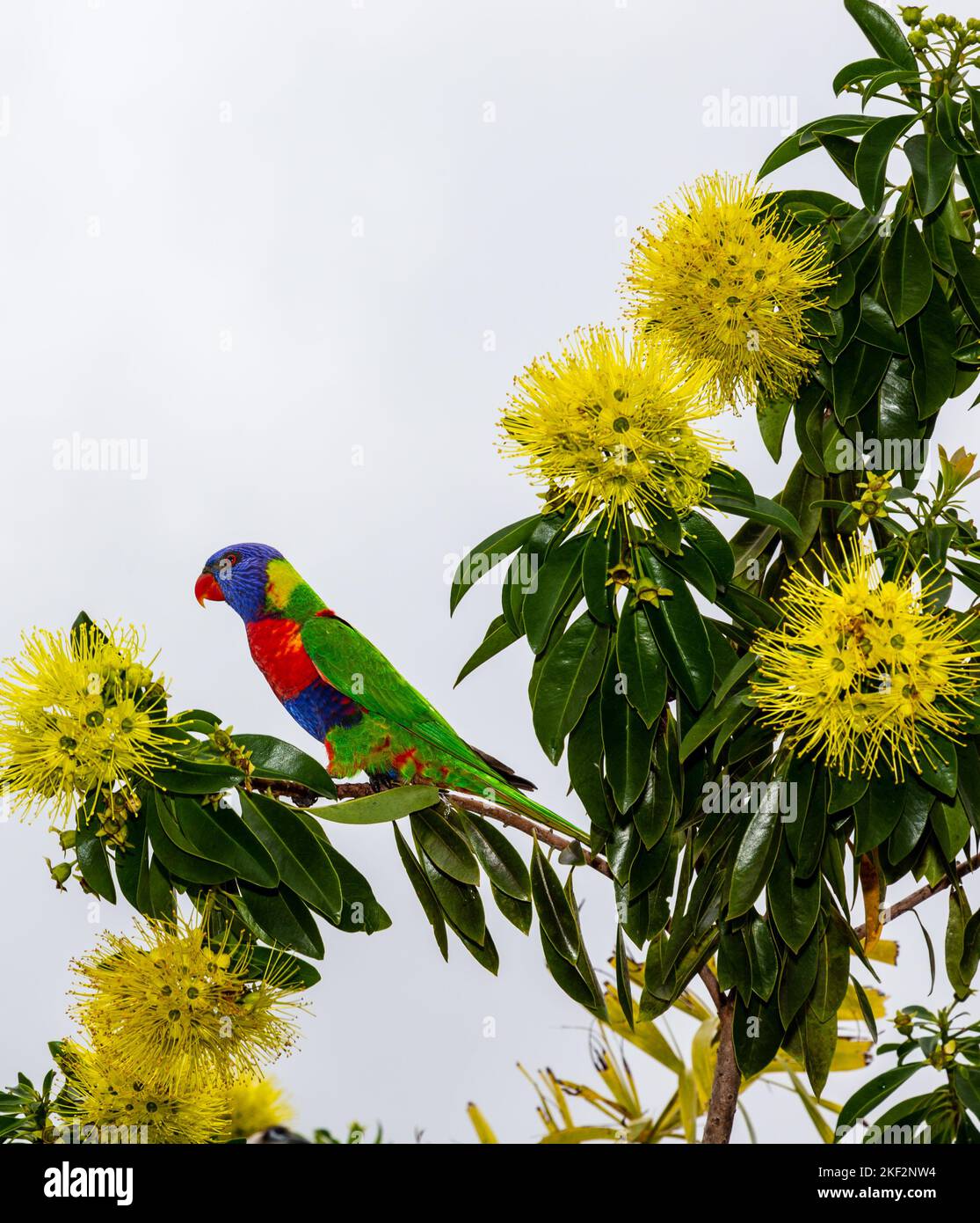 Xanthostemon chrysanthus, the golden penda or first love, is a species ...