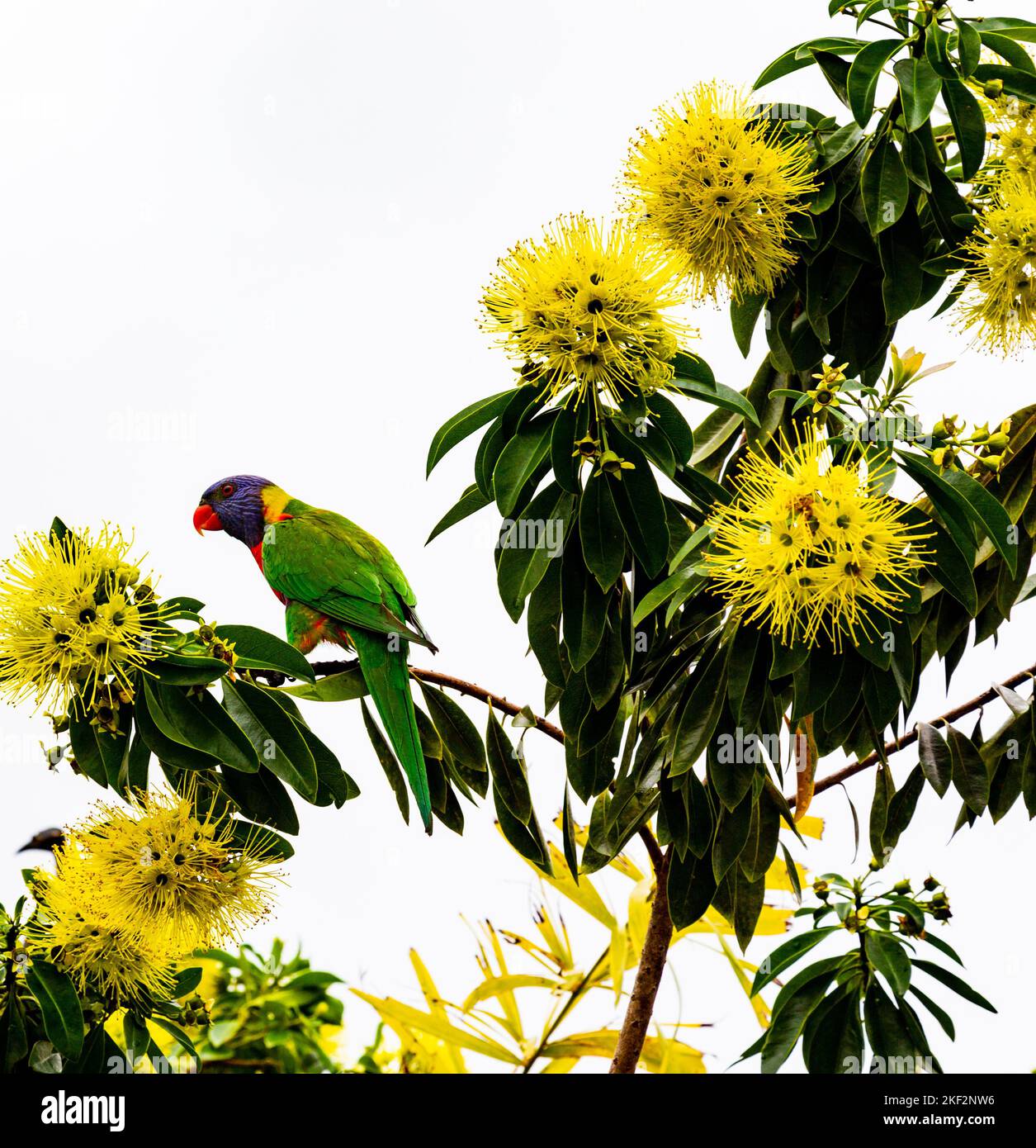 Xanthostemon chrysanthus, the golden penda or first love, is a species ...