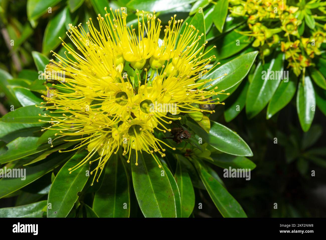 Xanthostemon chrysanthus, the golden penda or first love, is a species ...