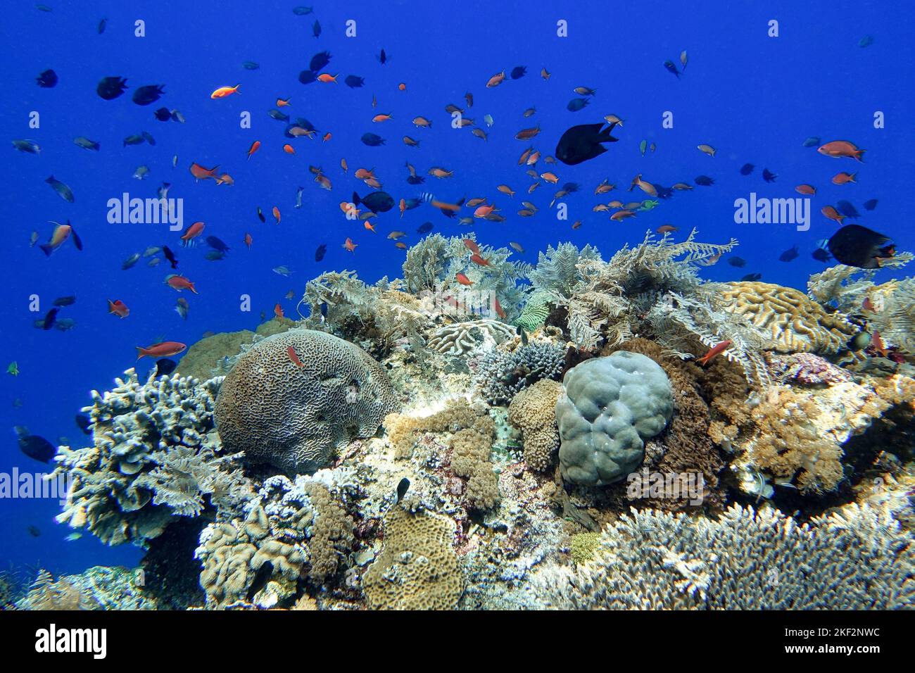 Indonesia Alor Island - Marine life coral reef with tropical fish Stock ...