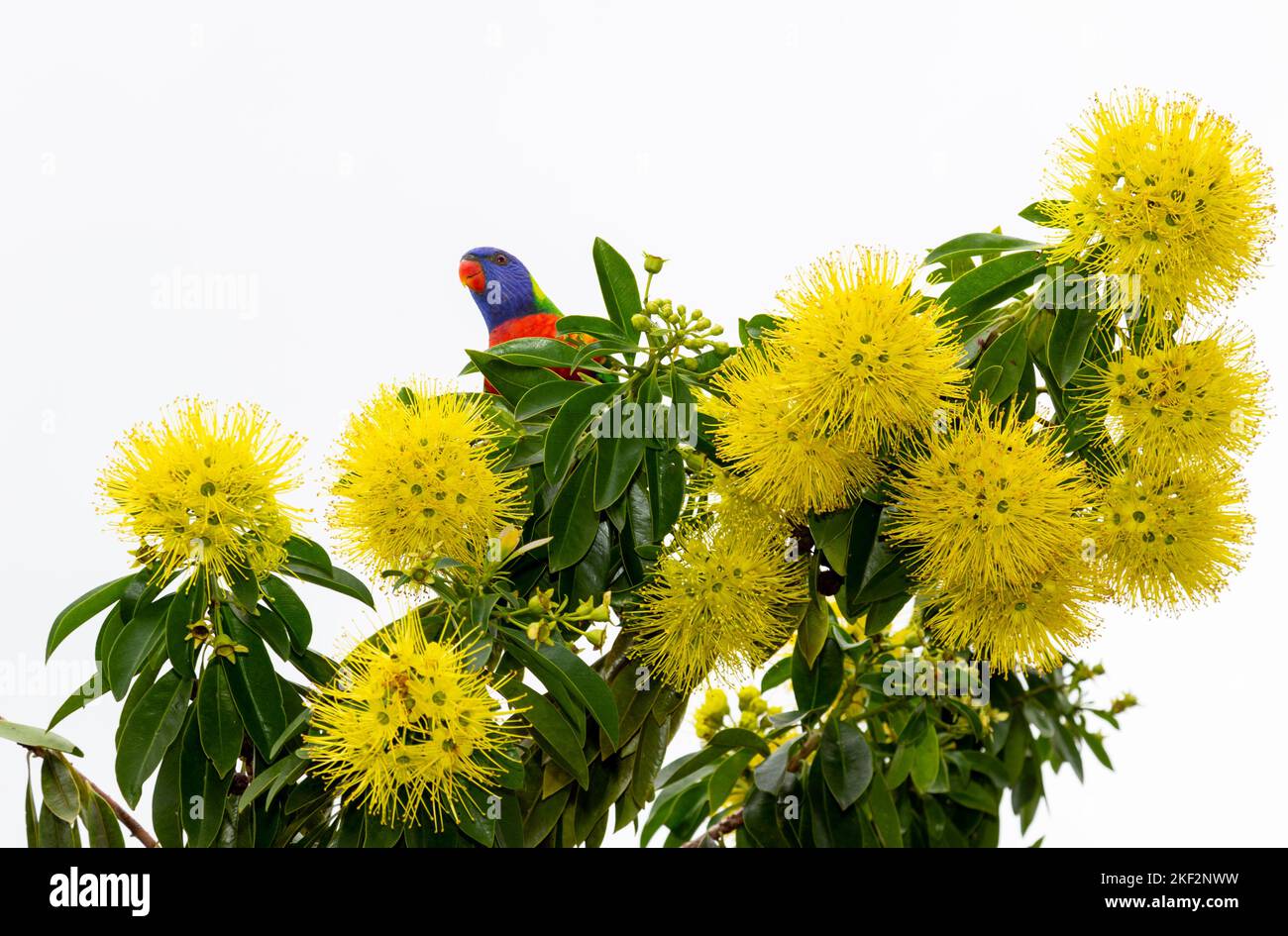 Xanthostemon chrysanthus, the golden penda or first love, is a species ...