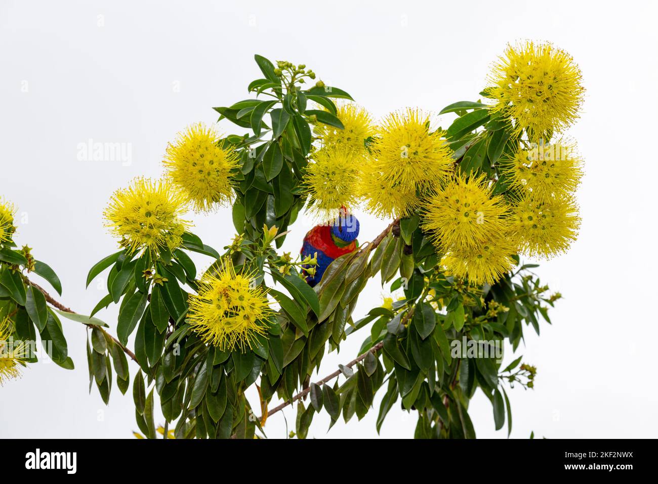 Xanthostemon chrysanthus, the golden penda or first love, is a species ...
