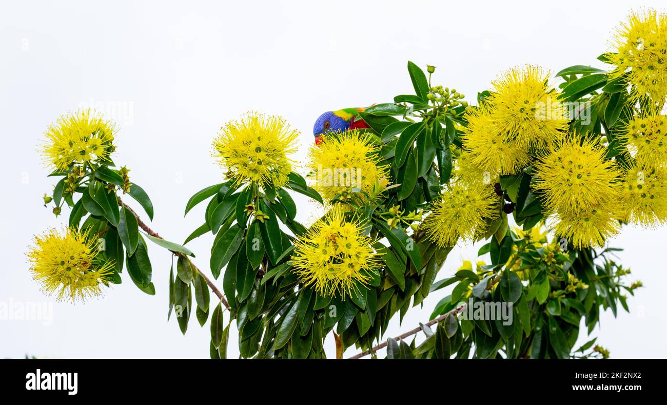 Xanthostemon chrysanthus, the golden penda or first love, is a species ...