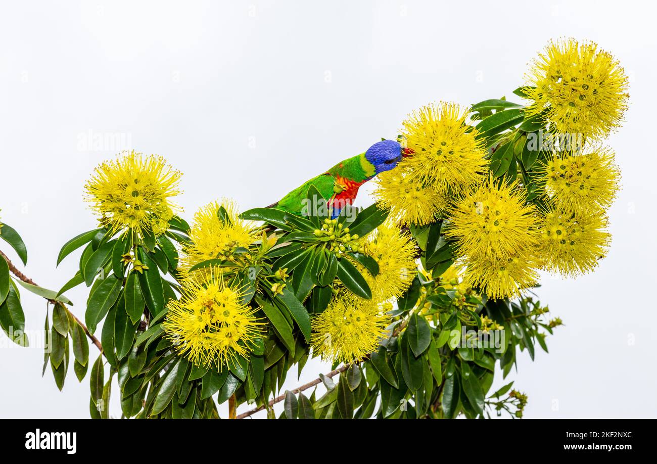 Xanthostemon chrysanthus, the golden penda or first love, is a species ...