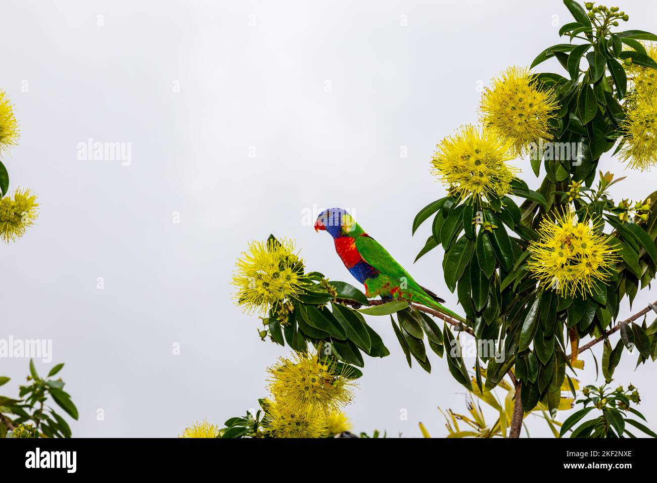 Xanthostemon chrysanthus, the golden penda or first love, is a species ...