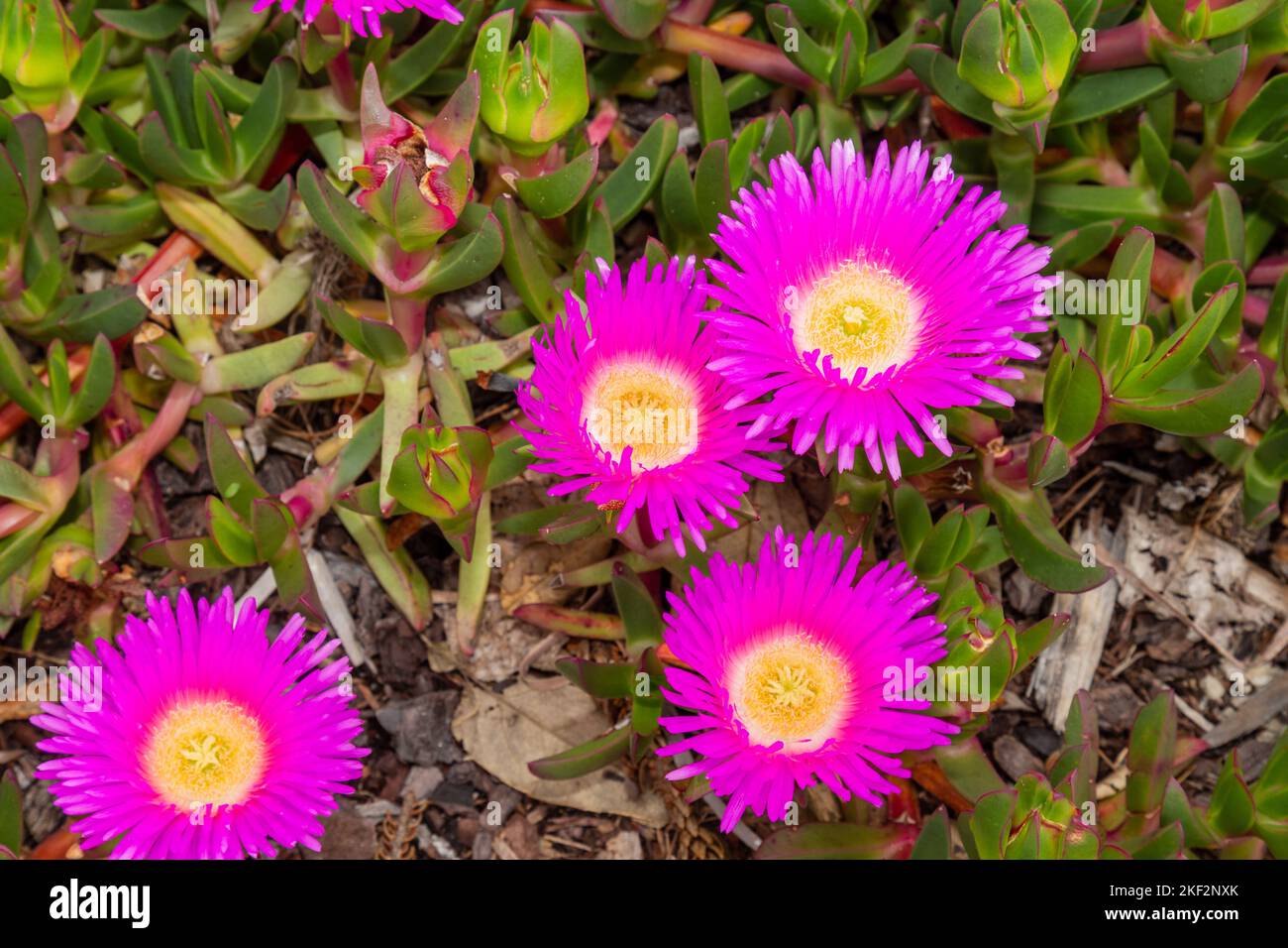Carpobrotus, commonly known as pigface, ice plant, sour fig, Hottentot ...