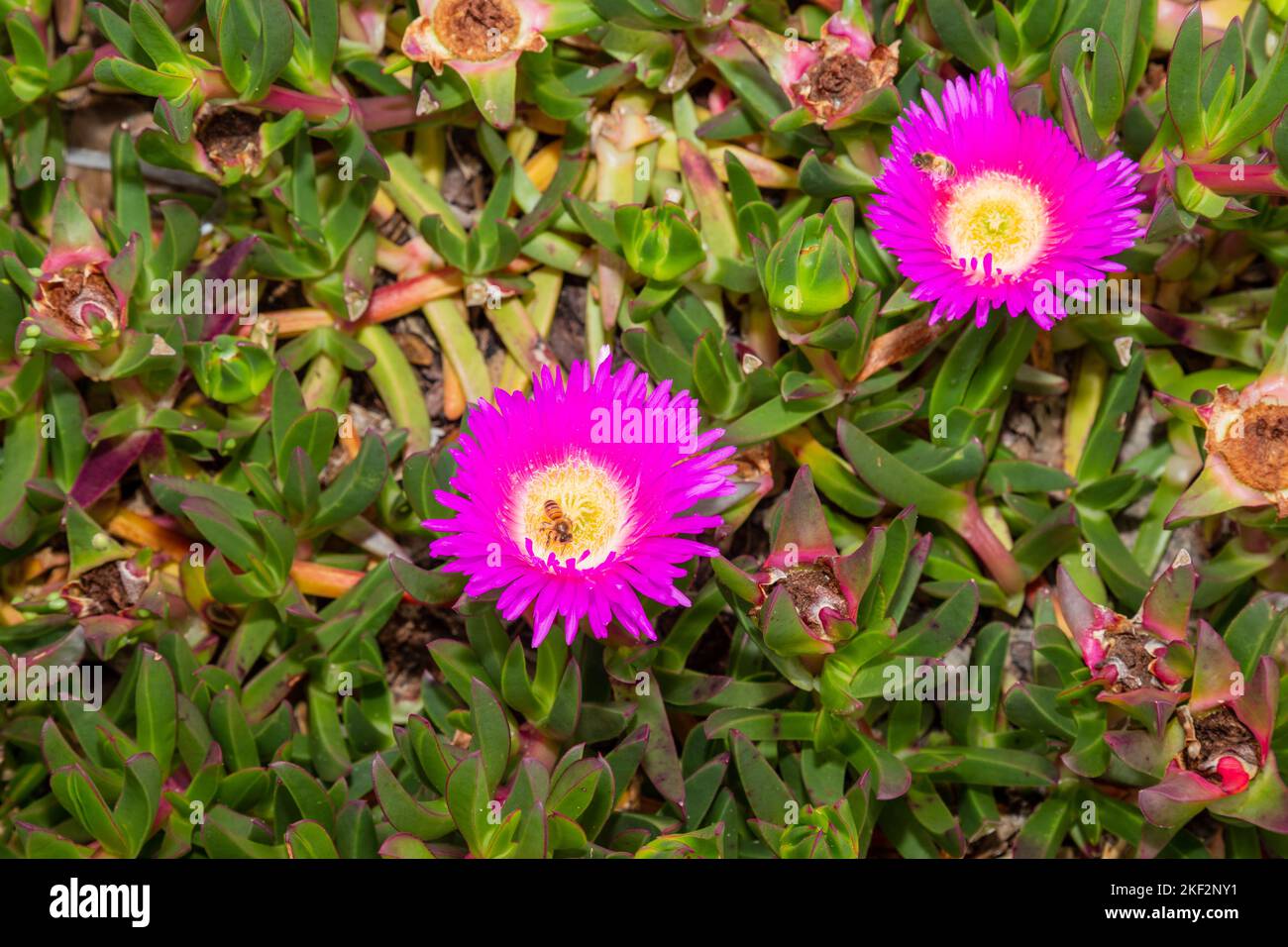 Carpobrotus, commonly known as pigface, ice plant, sour fig, Hottentot ...