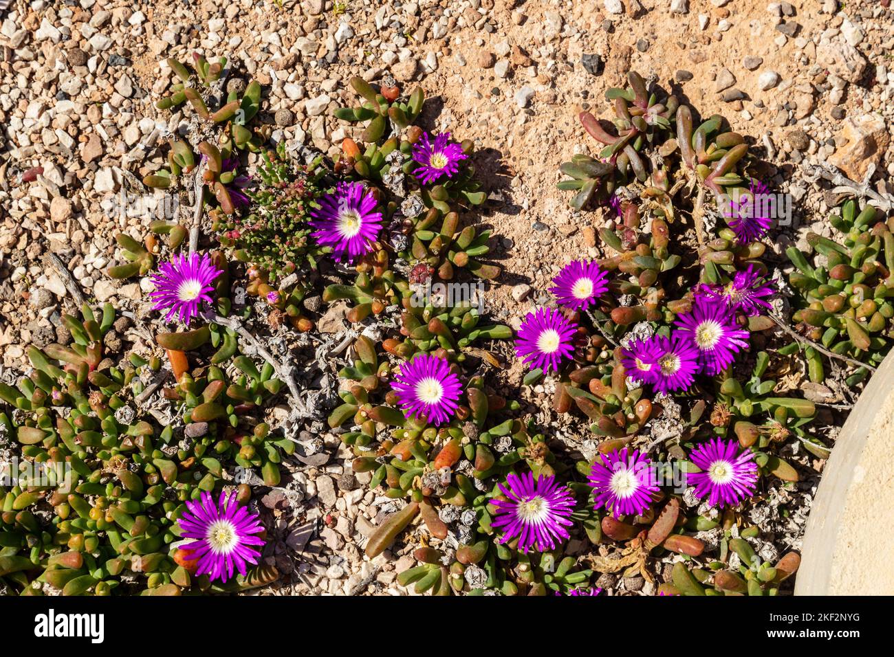 Carpobrotus, commonly known as pigface, ice plant, sour fig, Hottentot ...