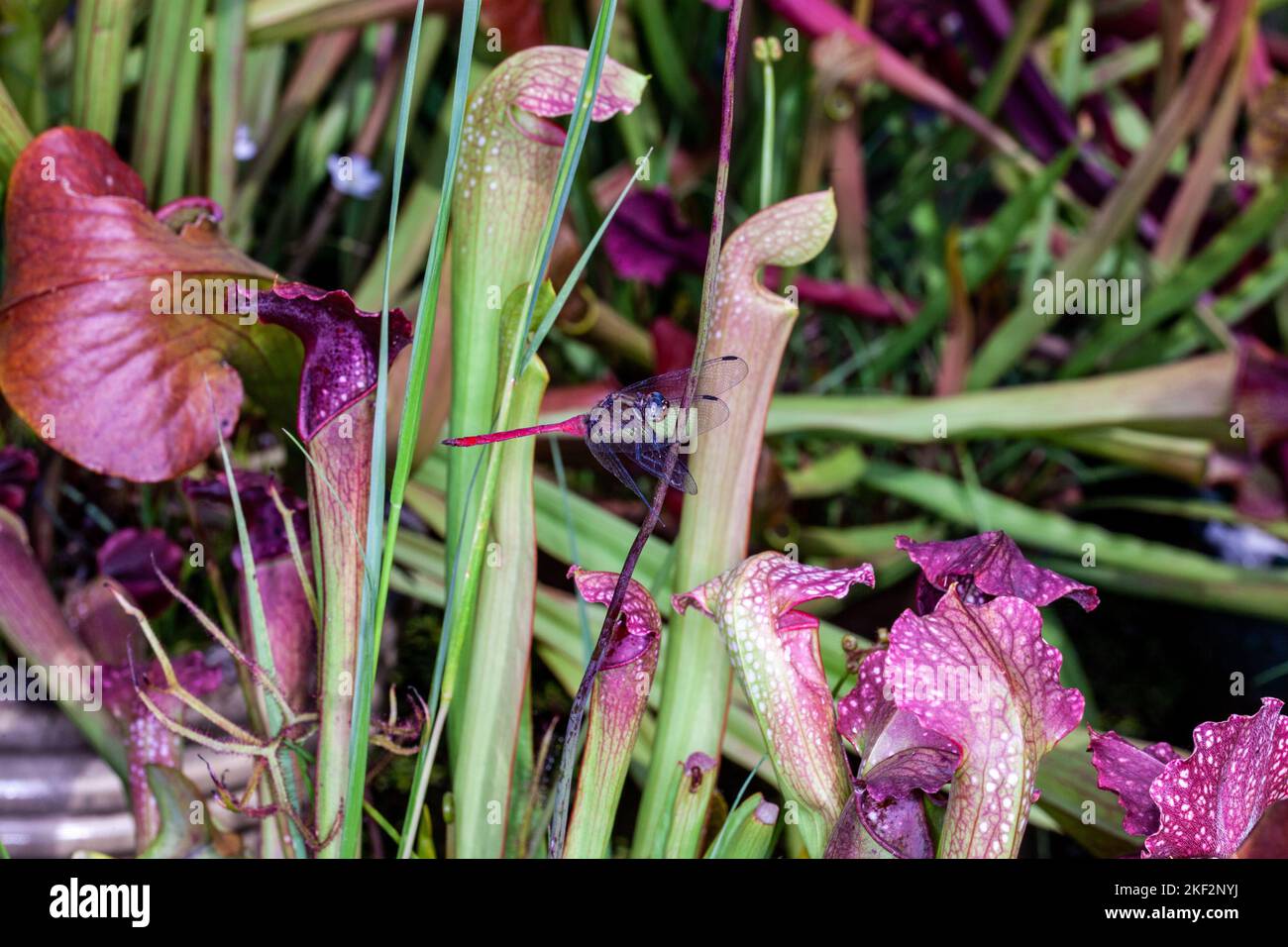 Hooker's Pitcher-plant It is a relatively common natural hybrid found ...