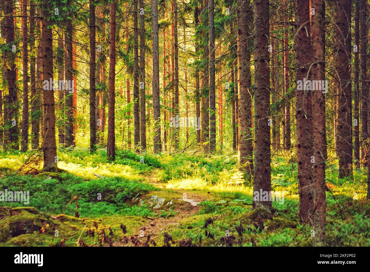 Trees growing in a forest Stock Photo - Alamy
