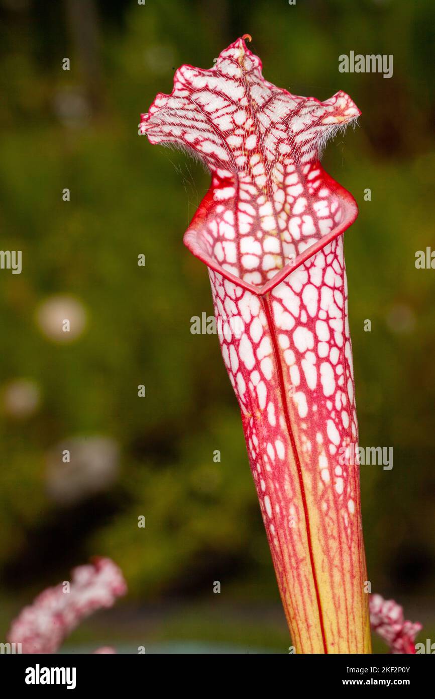 Nepnthes hi-res stock photography and images - Alamy