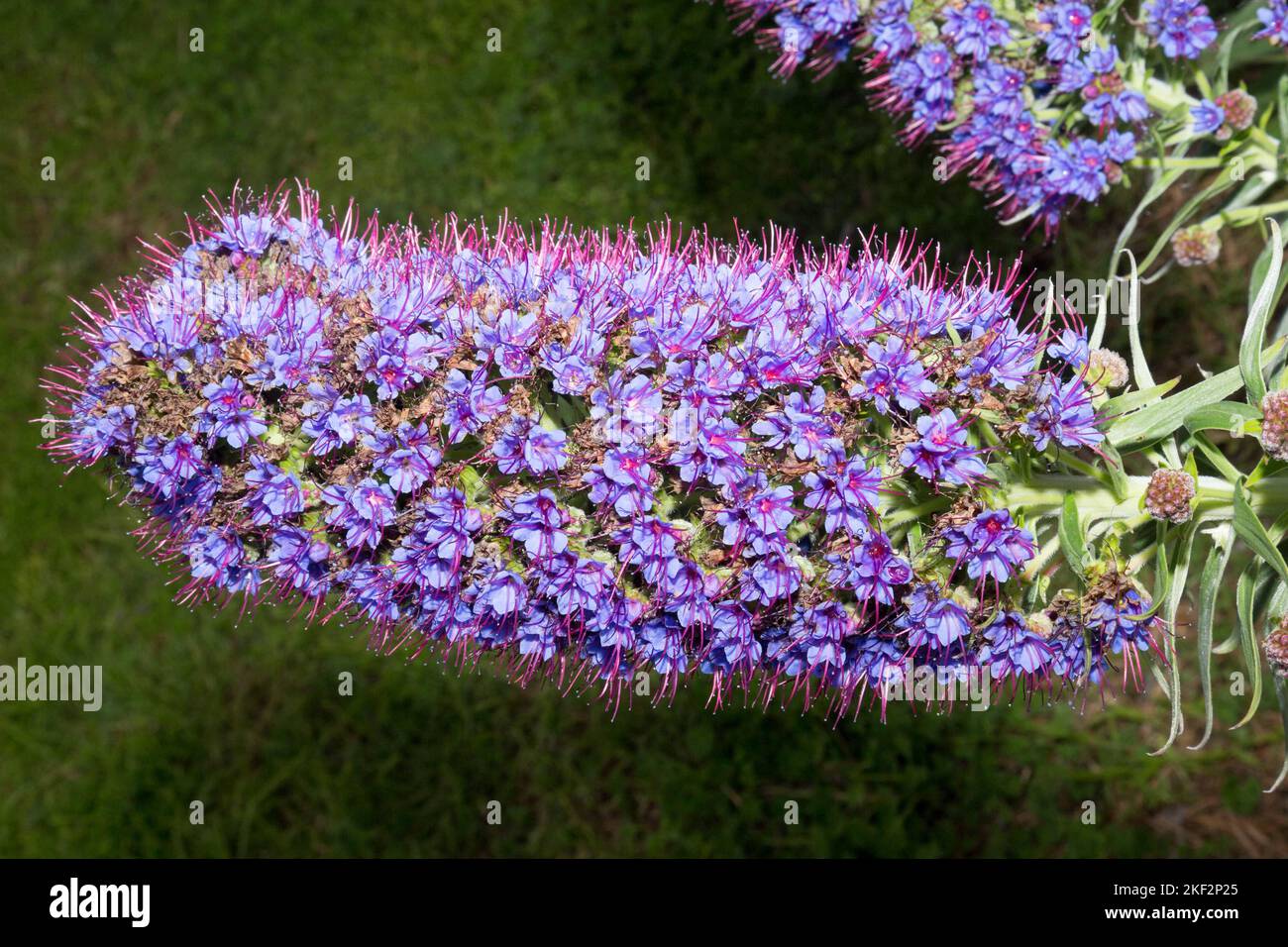 Echium candicans, the pride of Madeira, is a species of flowering plant ...