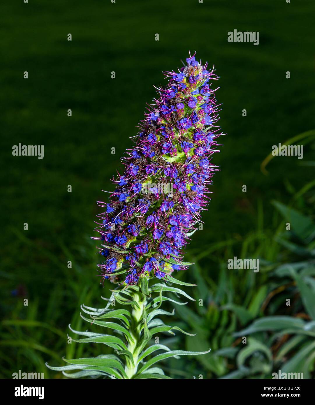 Echium candicans, the pride of Madeira, is a species of flowering plant ...