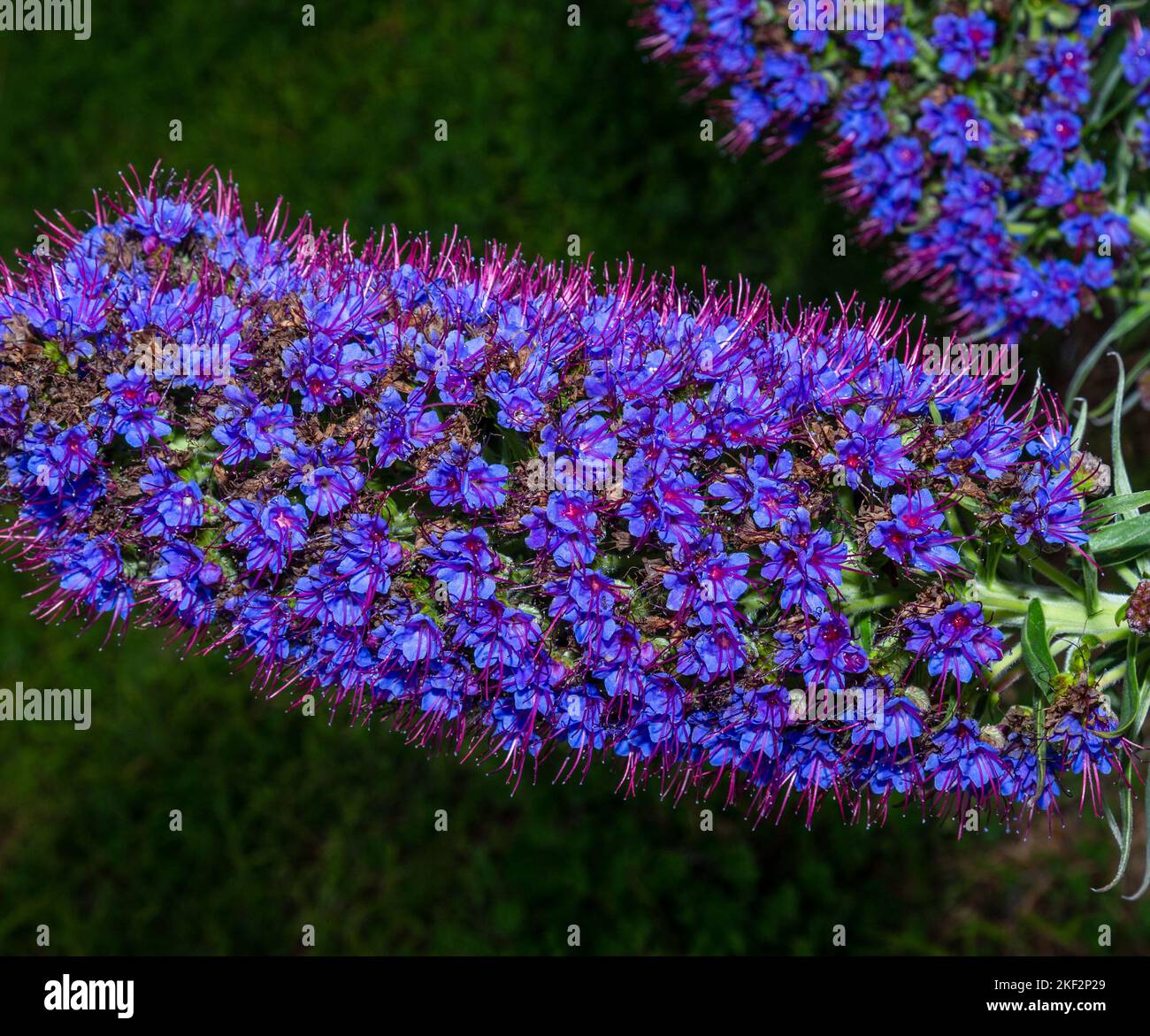 Echium candicans, the pride of Madeira, is a species of flowering plant ...