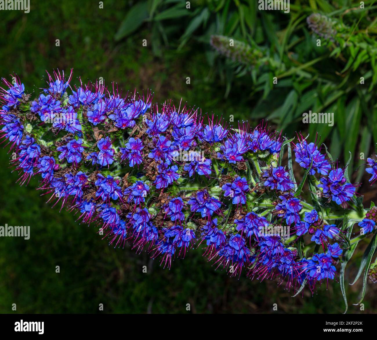 Echium candicans, the pride of Madeira, is a species of flowering plant ...