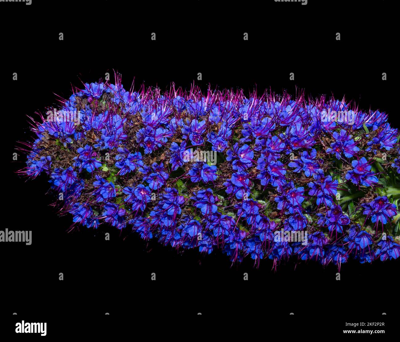 Echium candicans, the pride of Madeira, is a species of flowering plant ...
