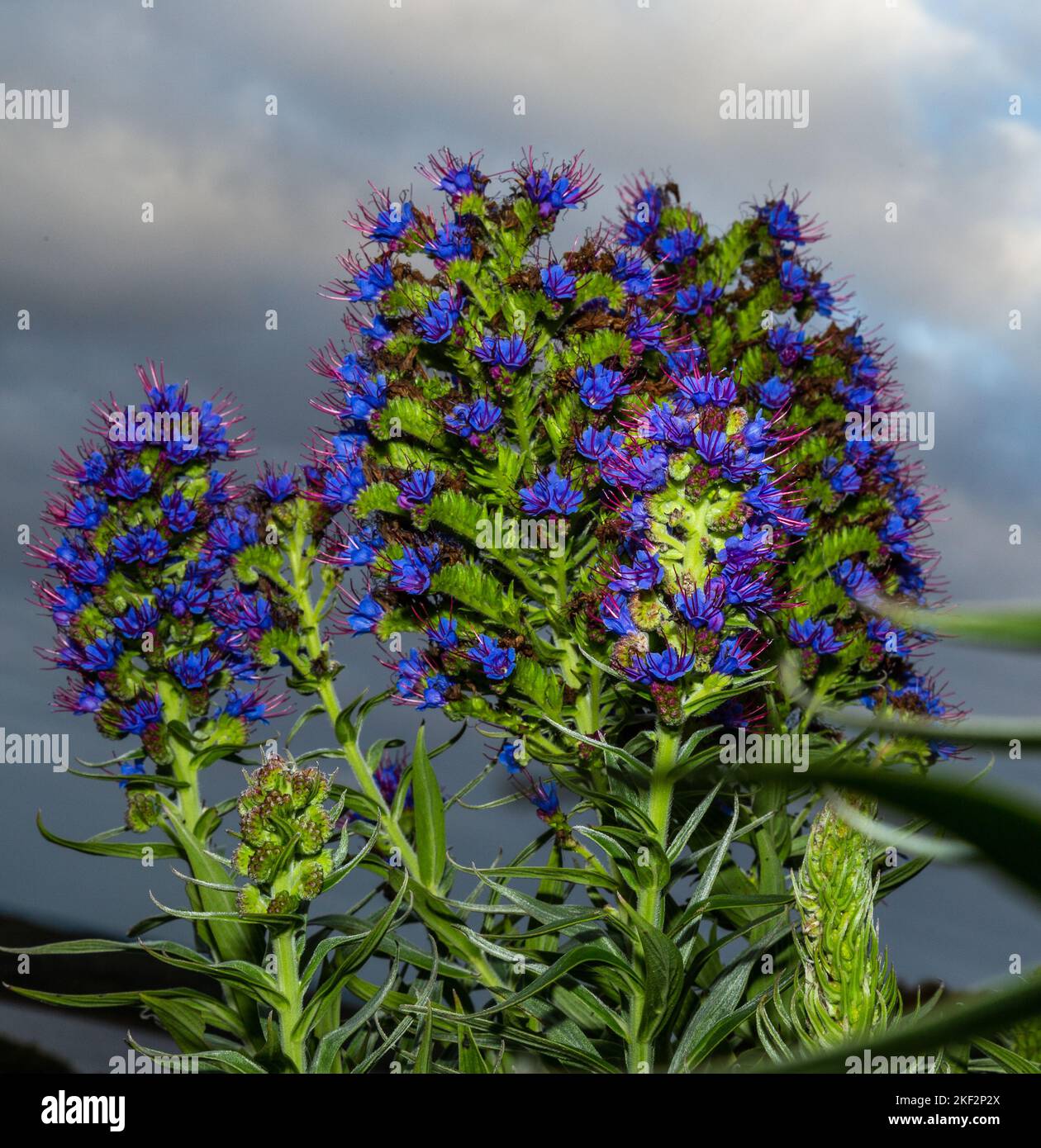 Echium candicans, the pride of Madeira, is a species of flowering plant ...