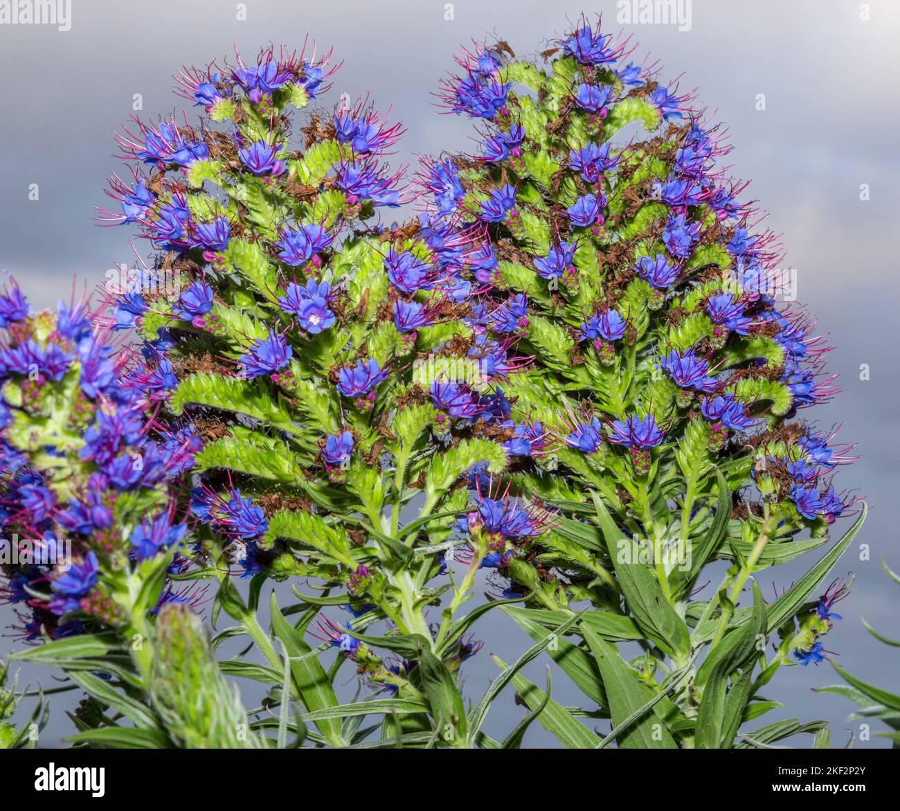 Echium candicans, the pride of Madeira, is a species of flowering plant ...