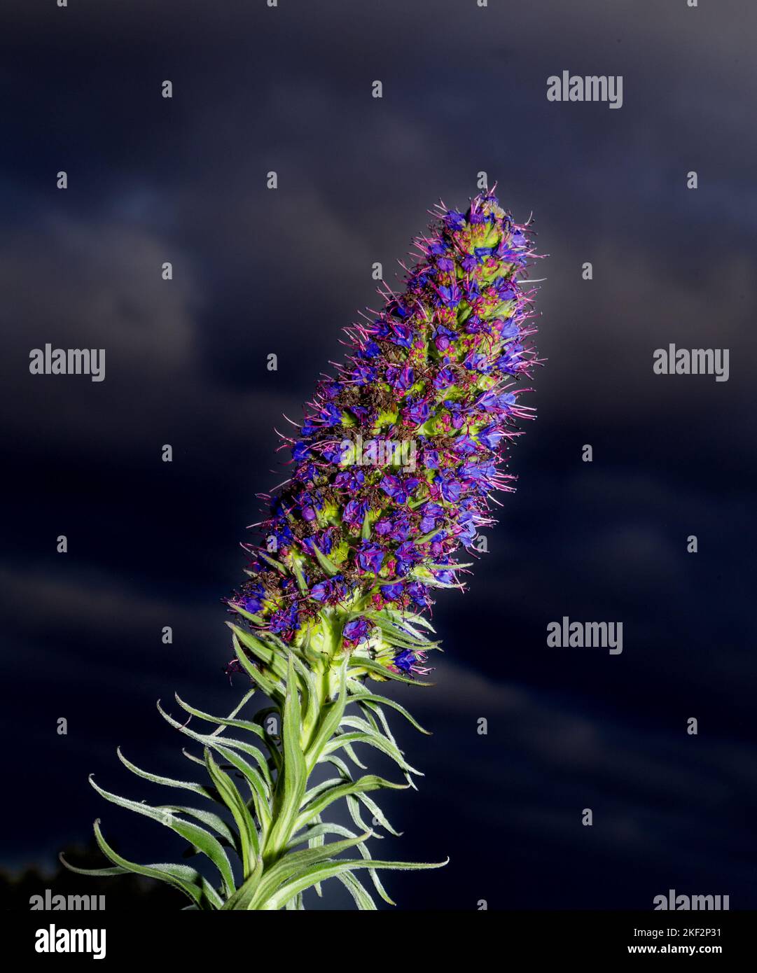 Echium candicans, the pride of Madeira, is a species of flowering plant ...