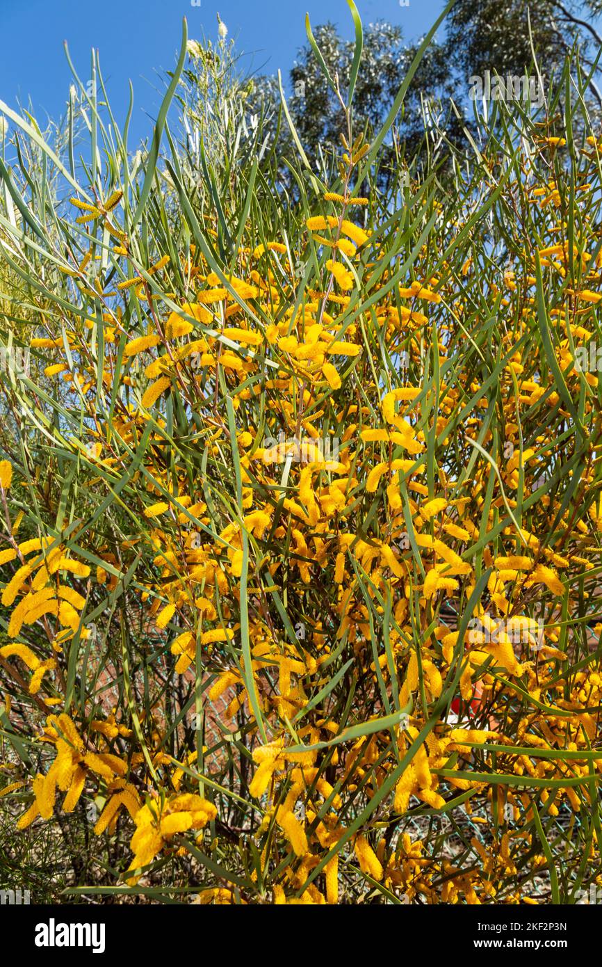 The Golden Wattle (Acacia pycnantha) is Australia's official floral ...
