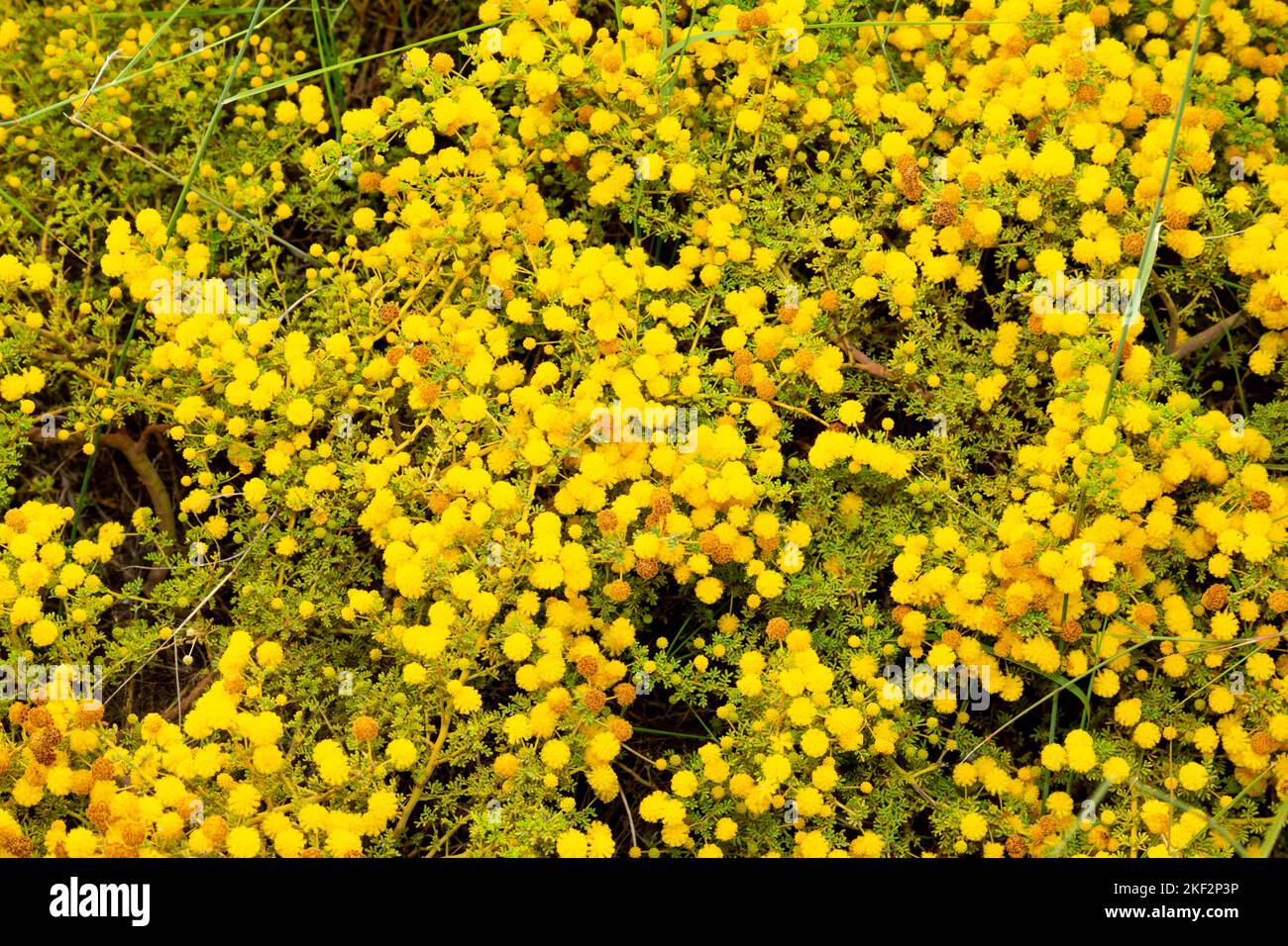 The Golden Wattle (Acacia pycnantha) is Australia's official floral ...