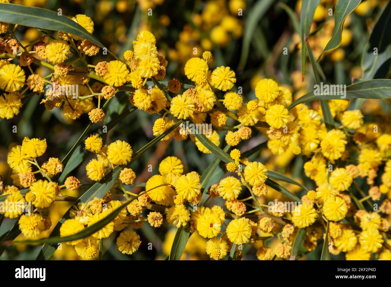 The Golden Wattle (Acacia pycnantha) is Australia's official floral ...
