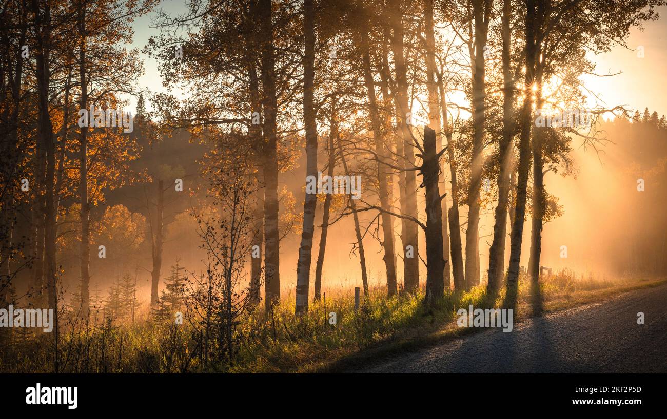 Country road in fall with sunset rays coming through the trees Stock ...