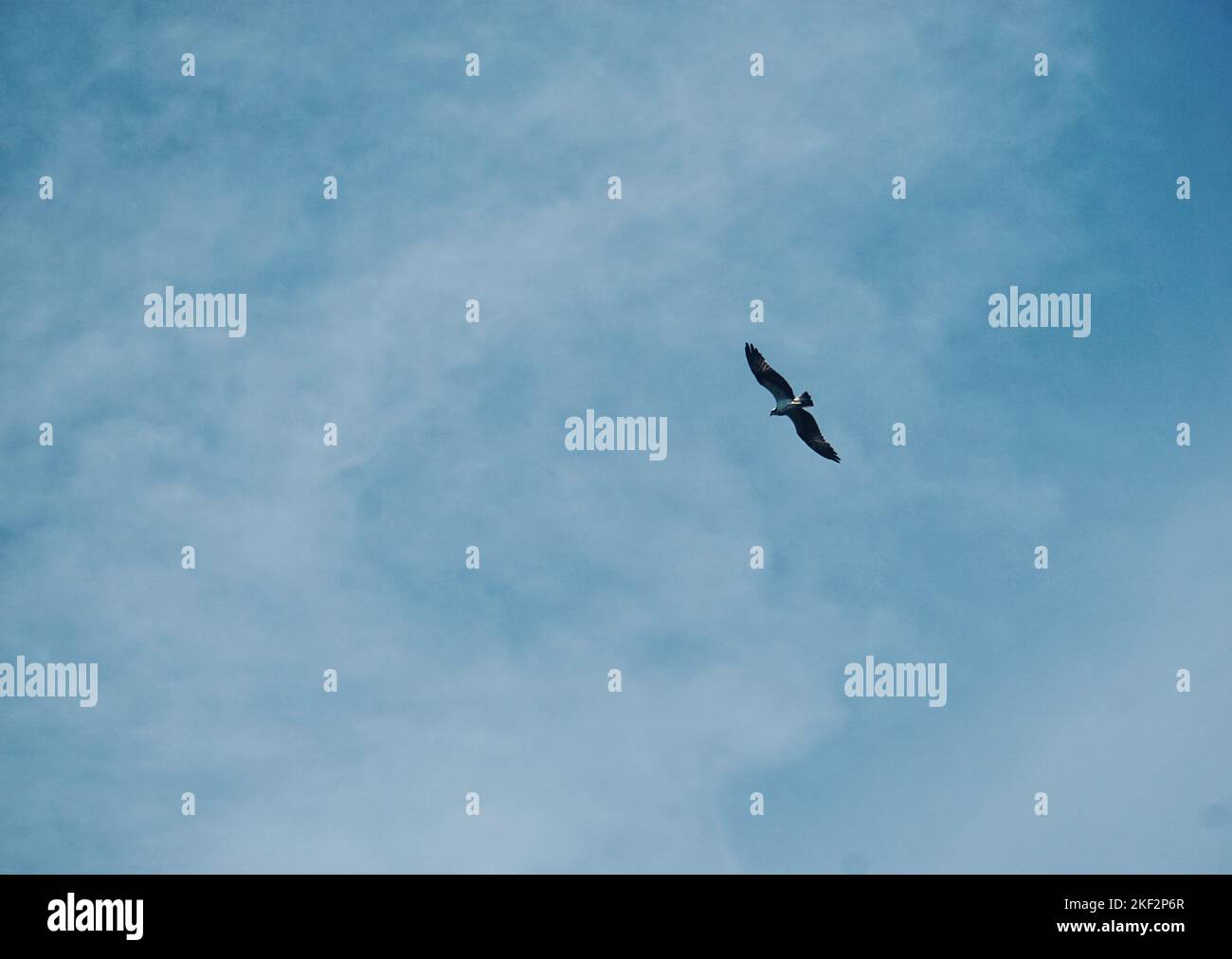 Osprey flying low hi-res stock photography and images - Alamy