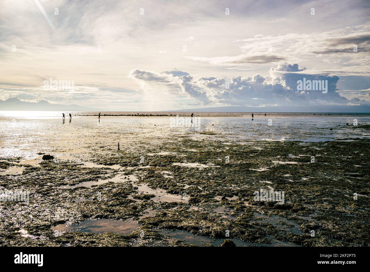A people silhouette walking on the beach near the sea at sunset with ...