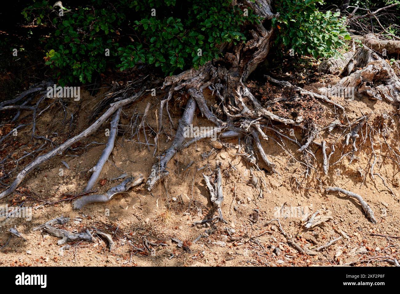 A top view of broken tree stumps on sandy ground with roots and some ...