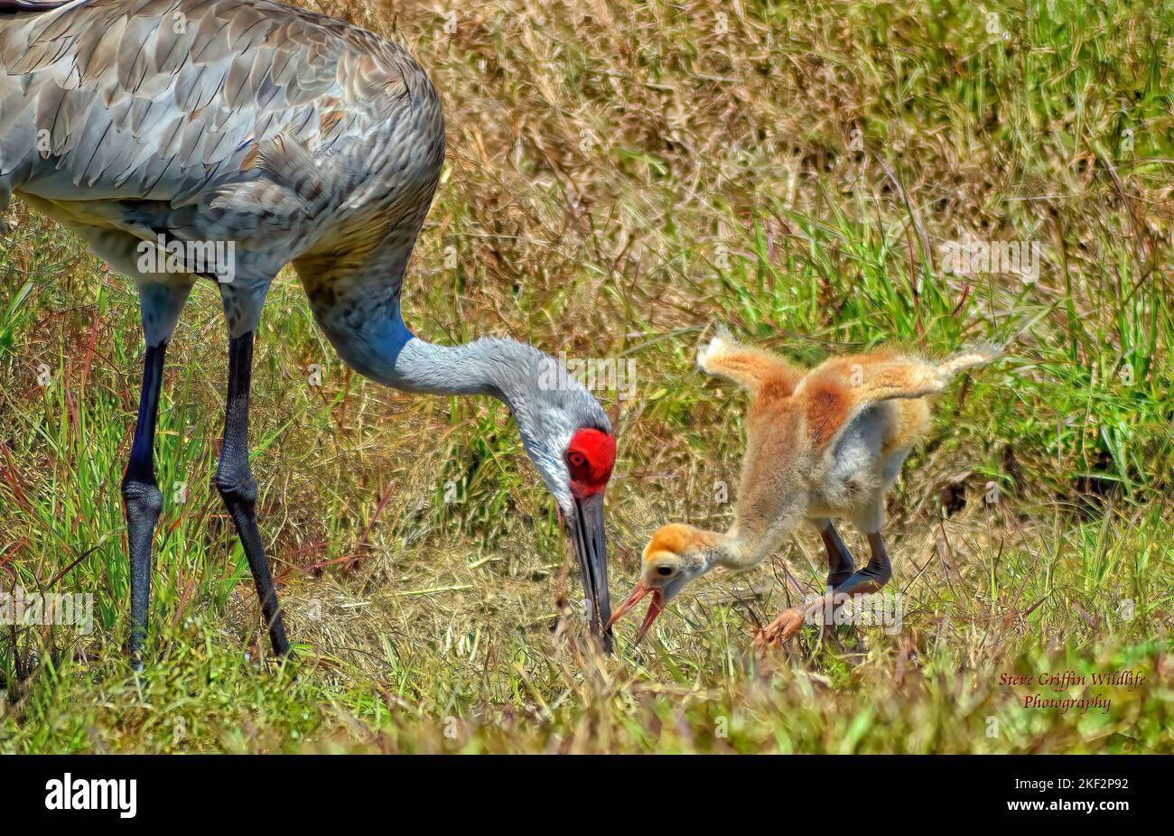 An adult Sandhill Crane with Colt eating together in the field in ...