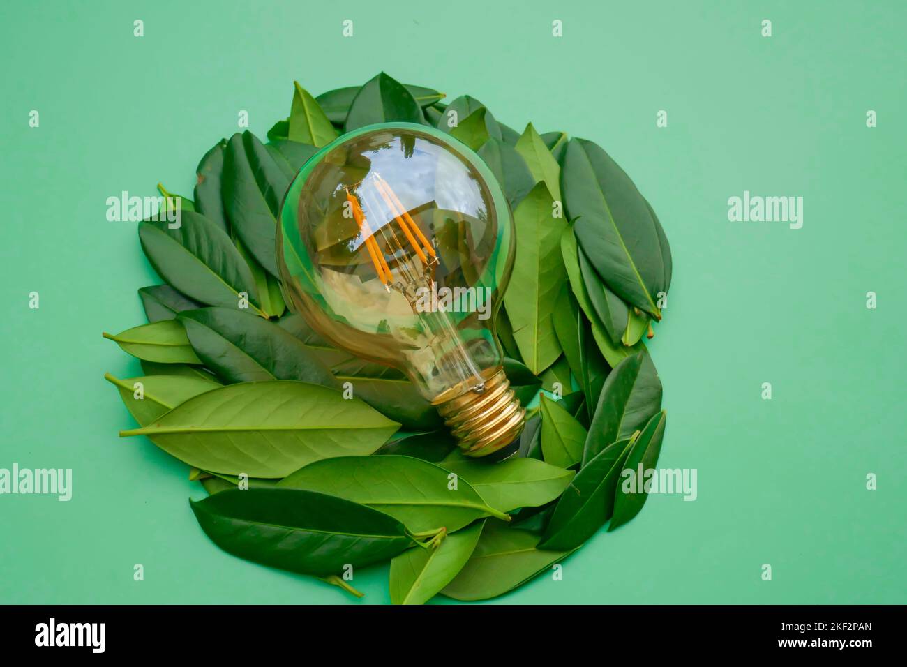 Electricity and green energy concept.Electric light bulb and leaves on ...