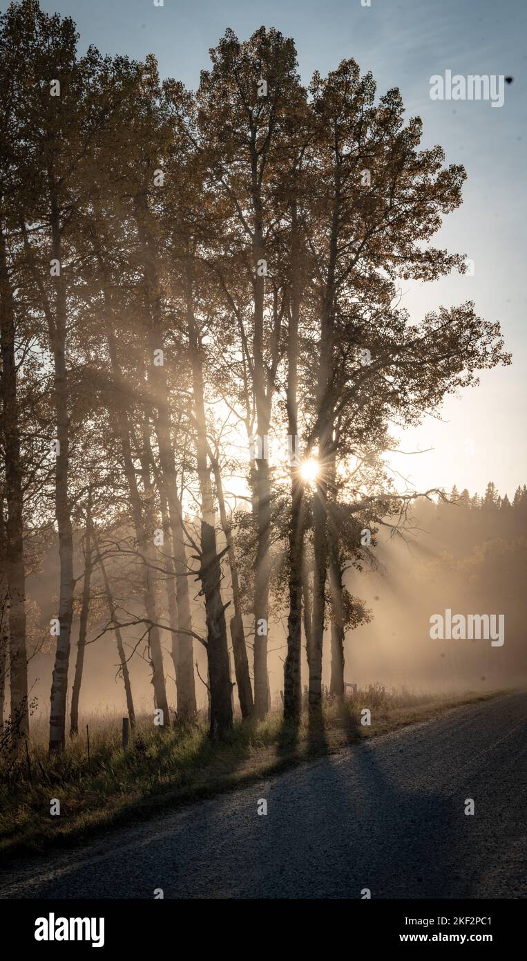 Country road in fall with sunset rays coming through the trees Stock ...