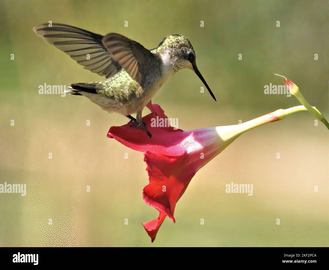 A closeup of Ruby Throated Hummingbird on a mandevilla Flower Stock ...