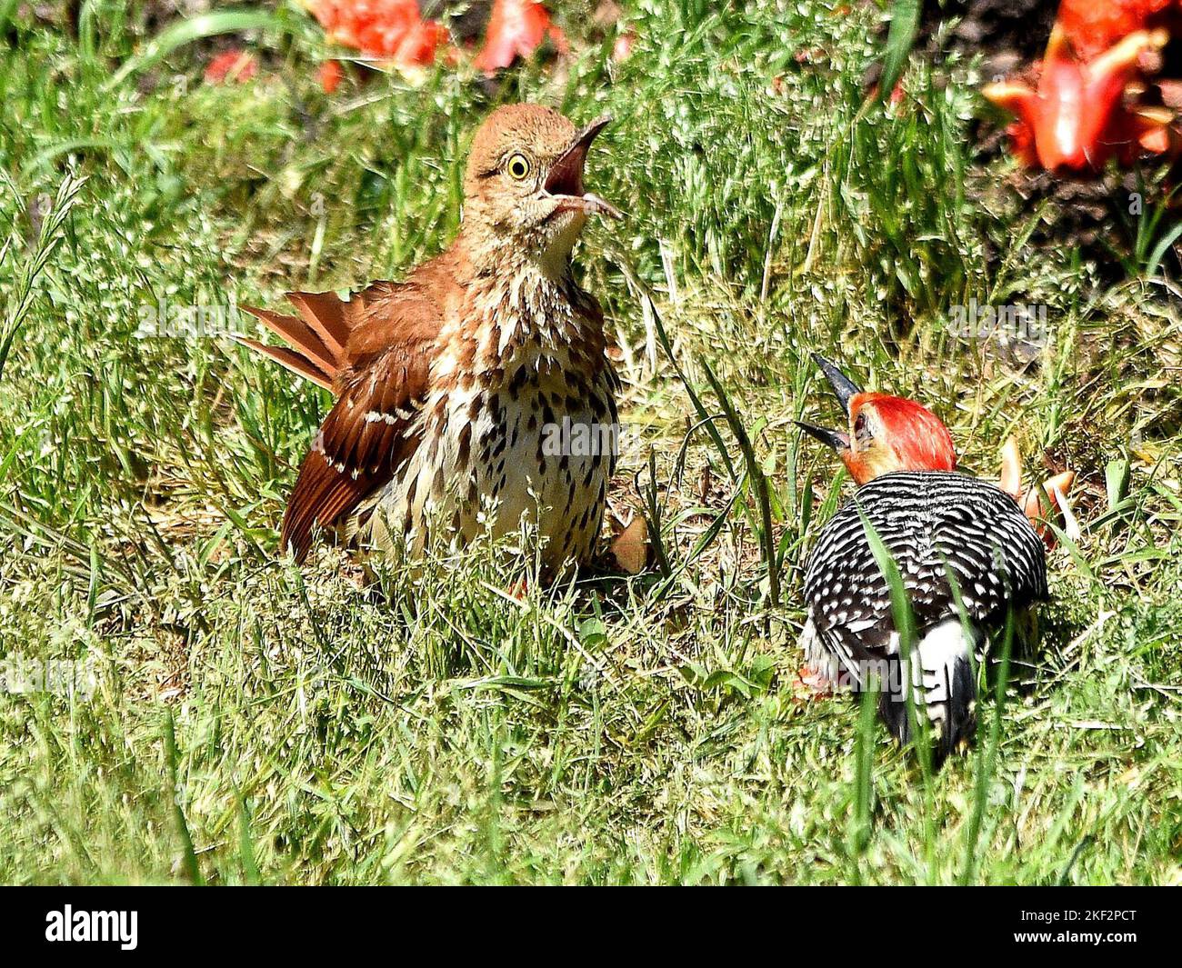 A Thrasher and Red Belly Woodpecker interacting on green grass Stock ...