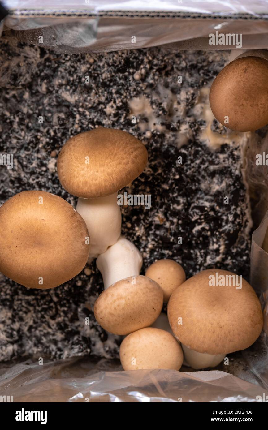 Brown many champignons background.Source of vegetable protein.Mushroom ...