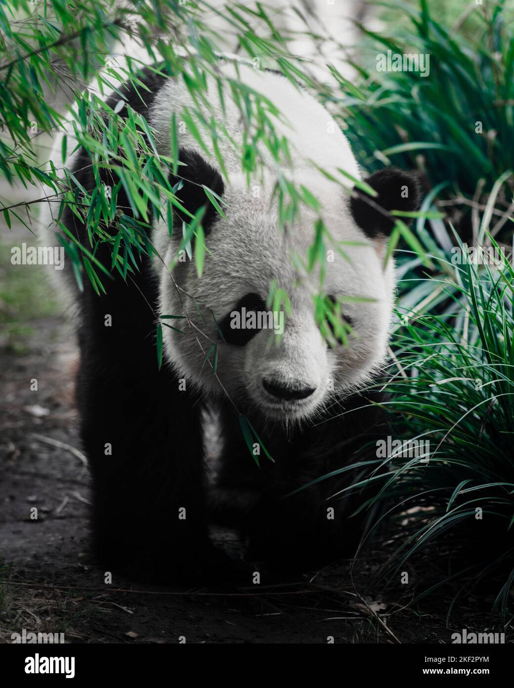 A fluffy panda (Ailuropoda melanoleuca) walking through a tropical ...