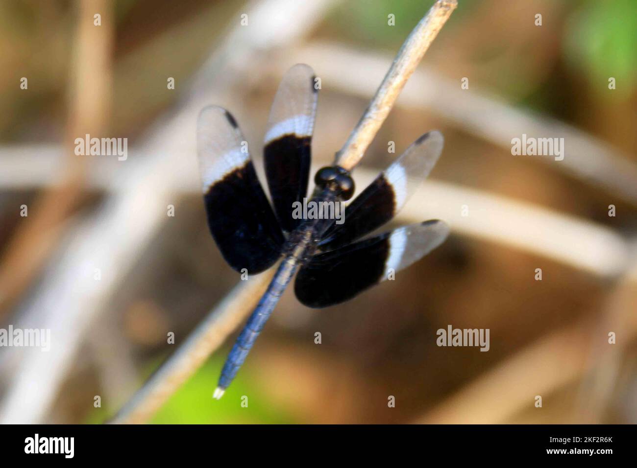 Beautiful Insects in Sri Lanka. Visit Sri Lanka Stock Photo - Alamy