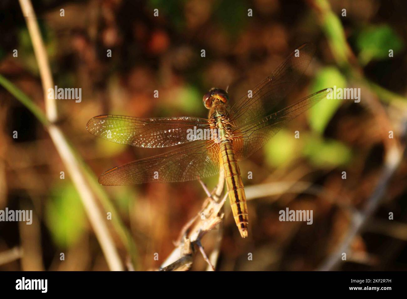 Beautiful Insects in Sri Lanka. Visit Sri Lanka Stock Photo - Alamy