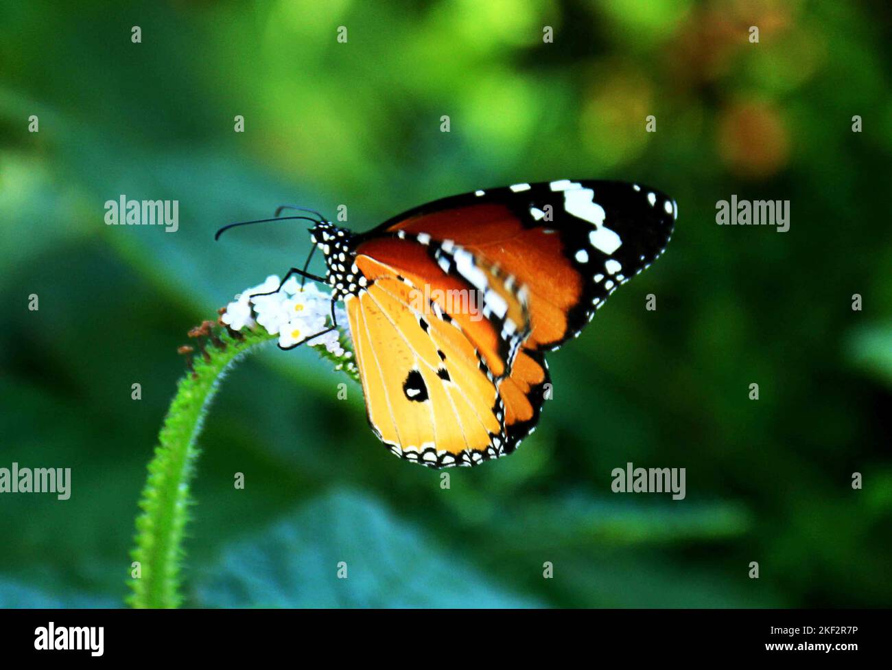 Beautiful Insects in Sri Lanka. Visit Sri Lanka Stock Photo - Alamy