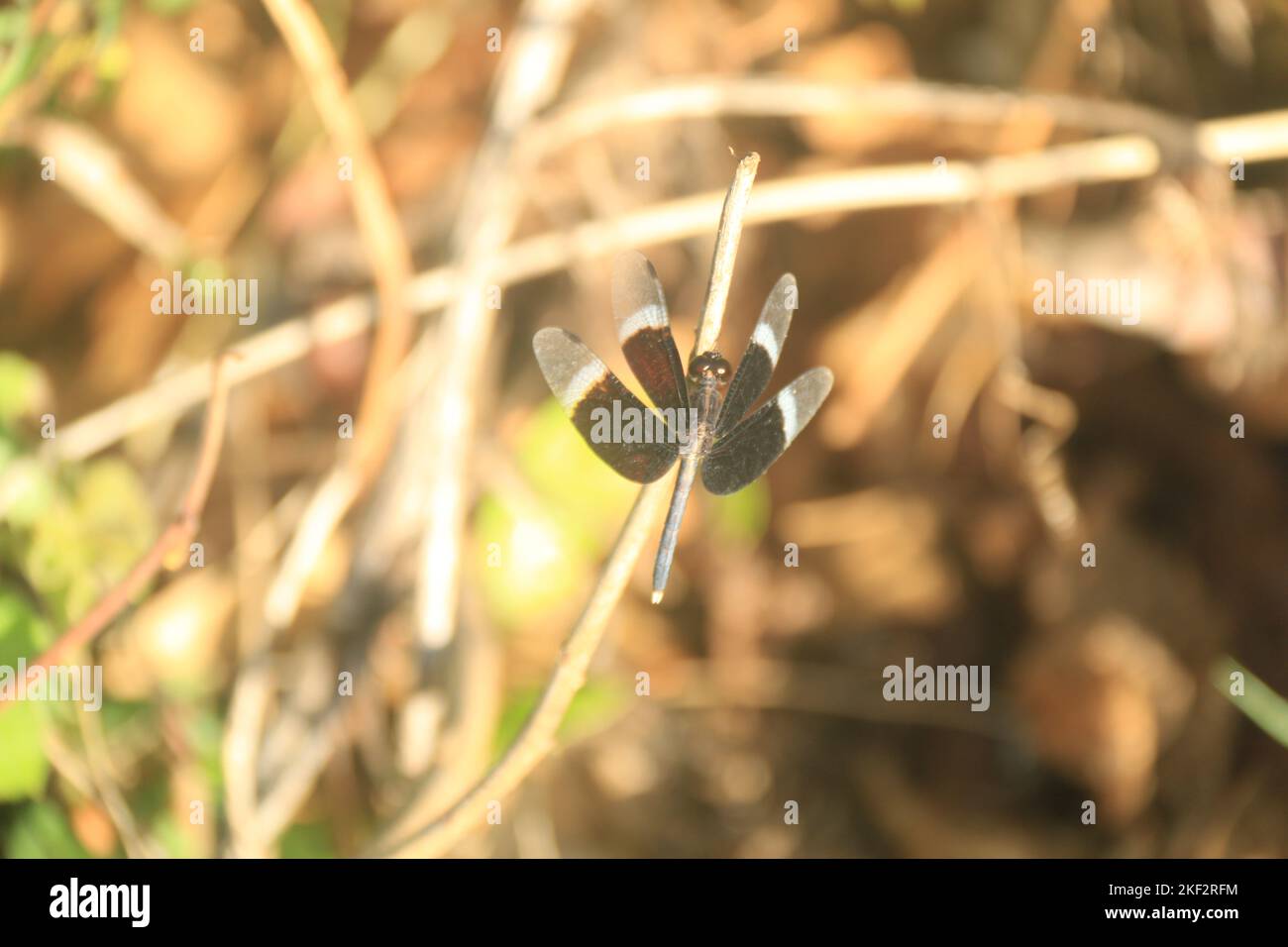 Beautiful Insects in Sri Lanka. Visit Sri Lanka Stock Photo - Alamy