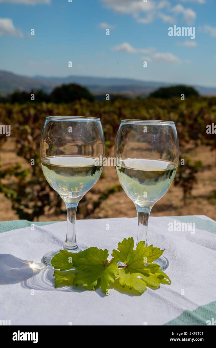 Tasting of white wines on vineyards of Cyprus. Wine production on ...