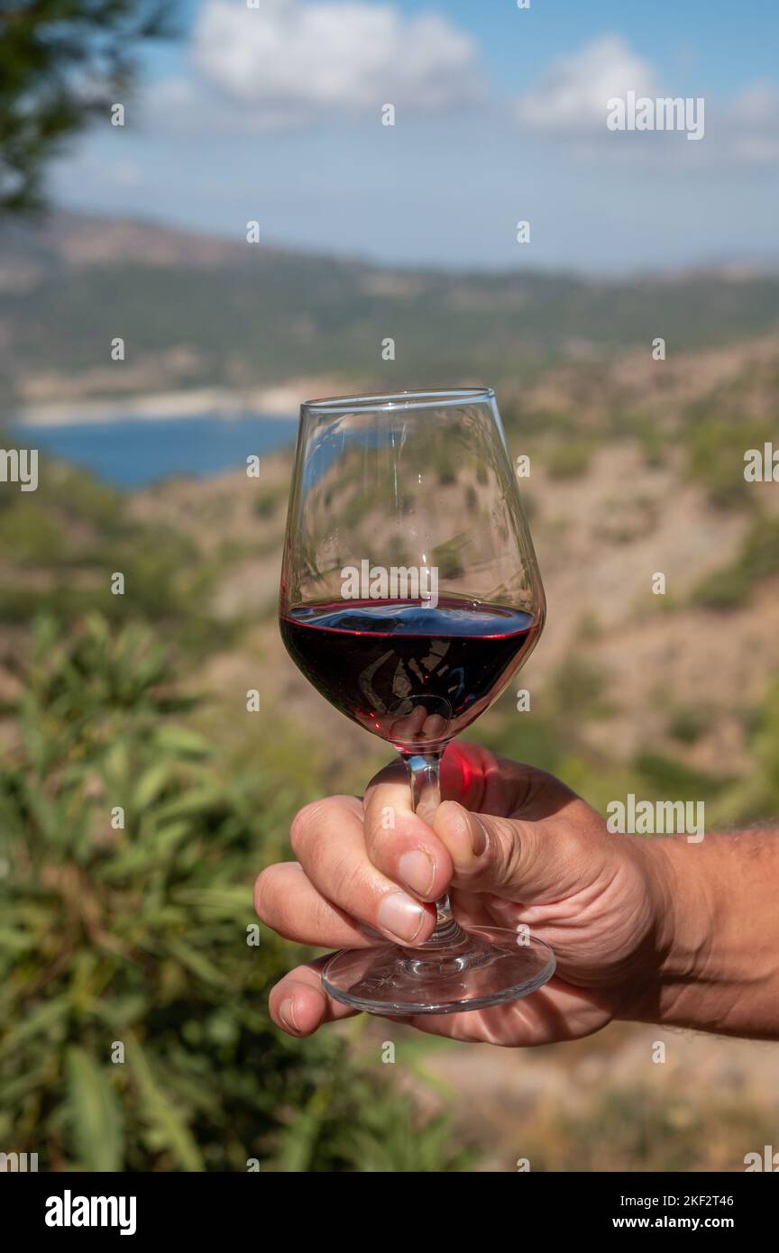 Tasting of red wine on vineyards of Cyprus. Wine production on Cyprus ...