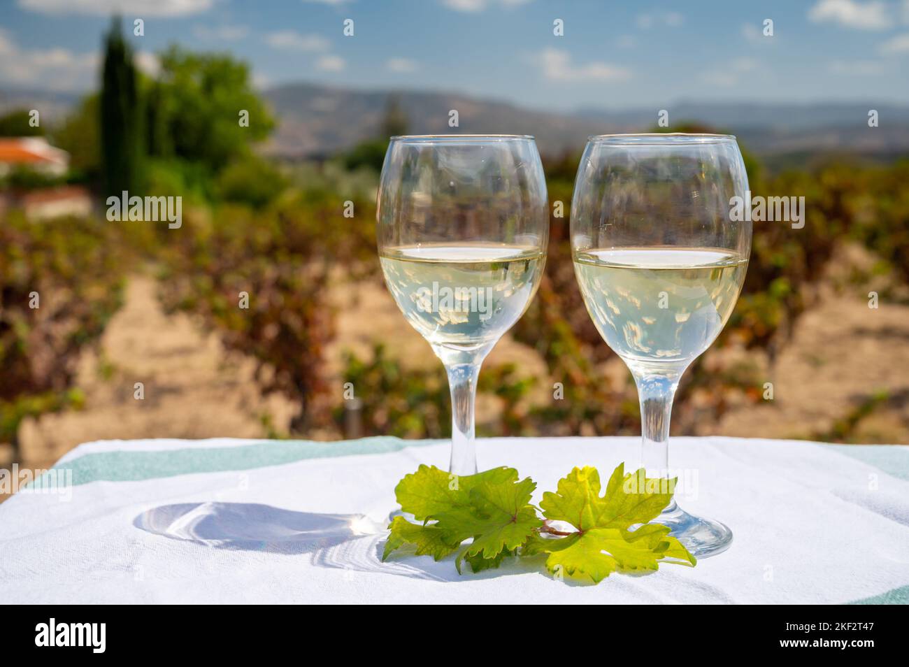 Tasting of white wines on vineyards of Cyprus. Wine production on ...